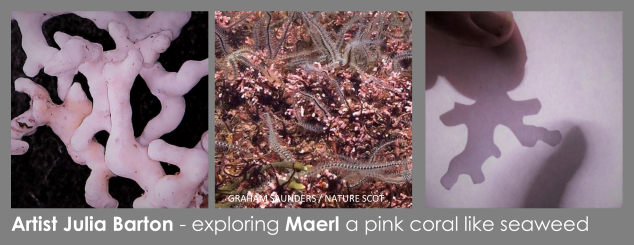 MAERL – littoral: sci-art project