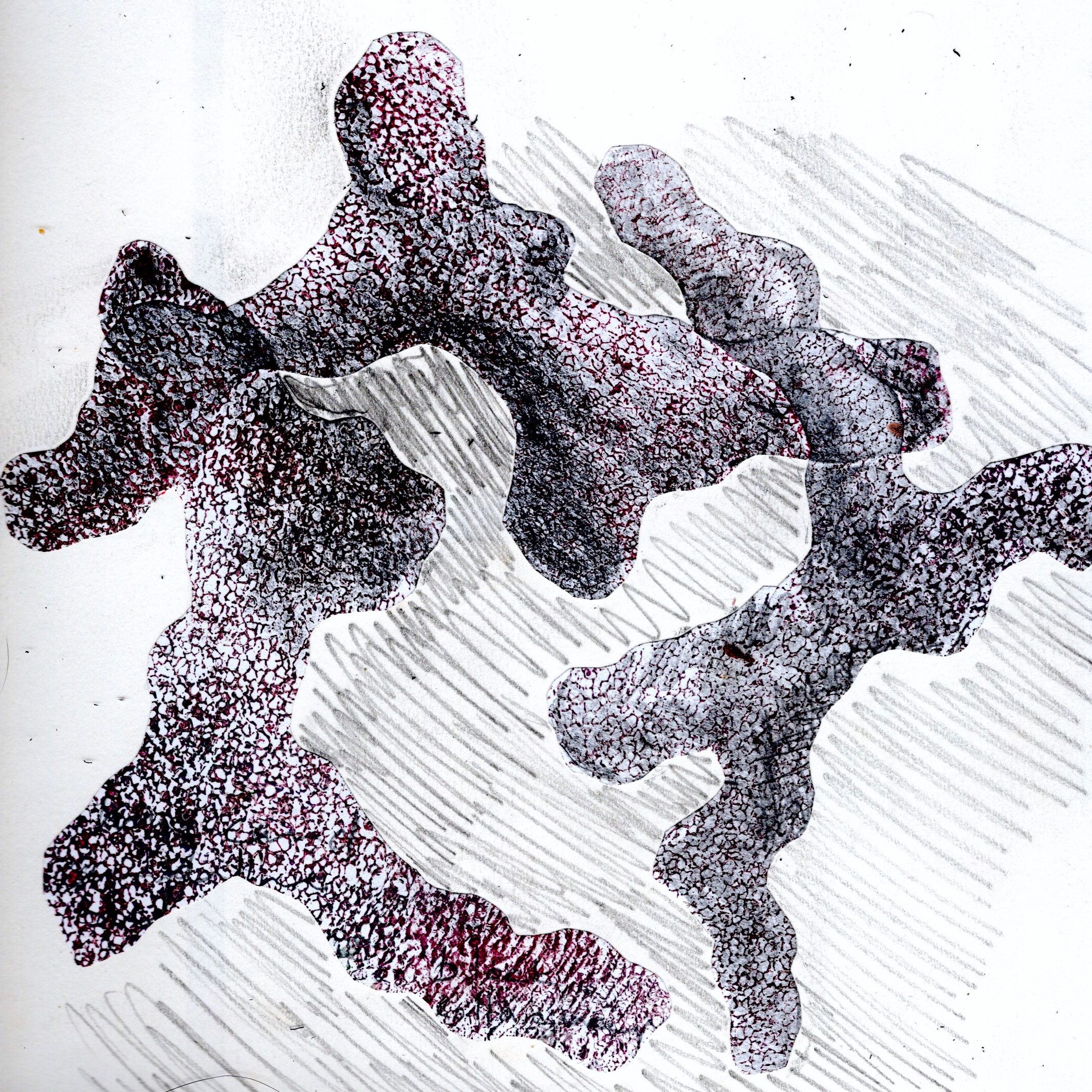 littoral: sci-art project – working to draw attention to our coastal ...